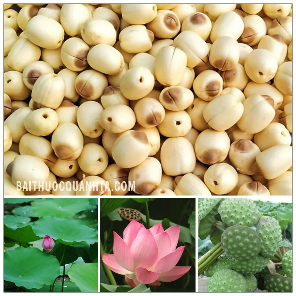 Rich Nutrient Food/ Dried Lotus Seeds From Vietnam With High Quality ...