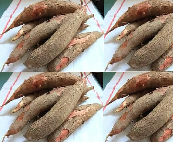 Fresh Tapioca/ Cassava| Alibaba.com