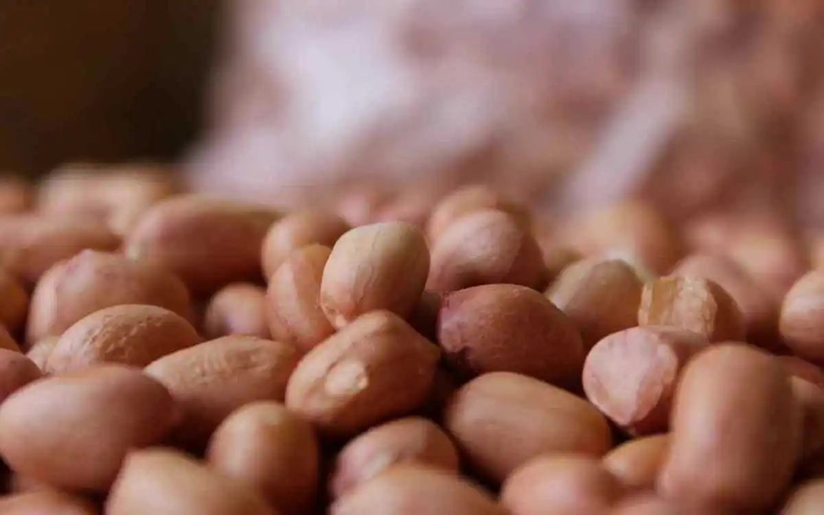 Groundnut Java 50/60 Peanut Kernels Origin Rajasthan From Nik-may ...