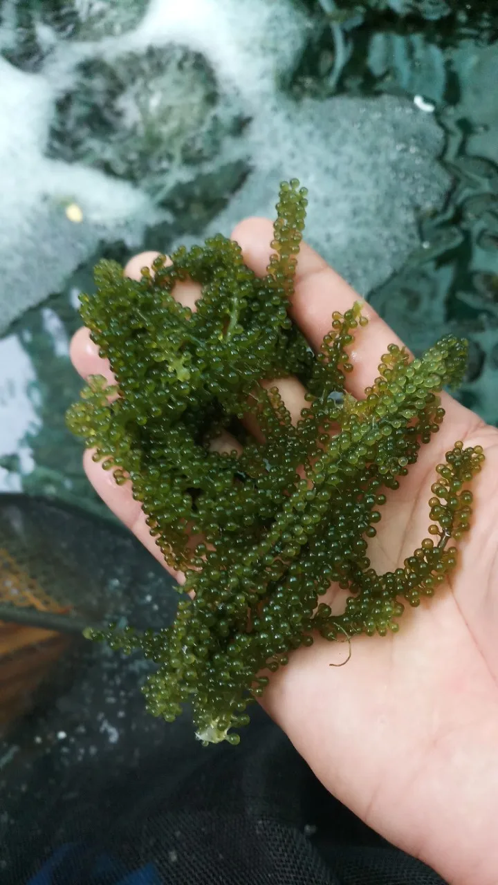 Fresh Sea Grapes & Salted Sea Grapes - Viet Delta Seaweed