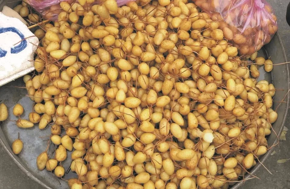 TOPI TAMBO / CALATHEA ALLOUIA - Vietnamese Water Chestnut