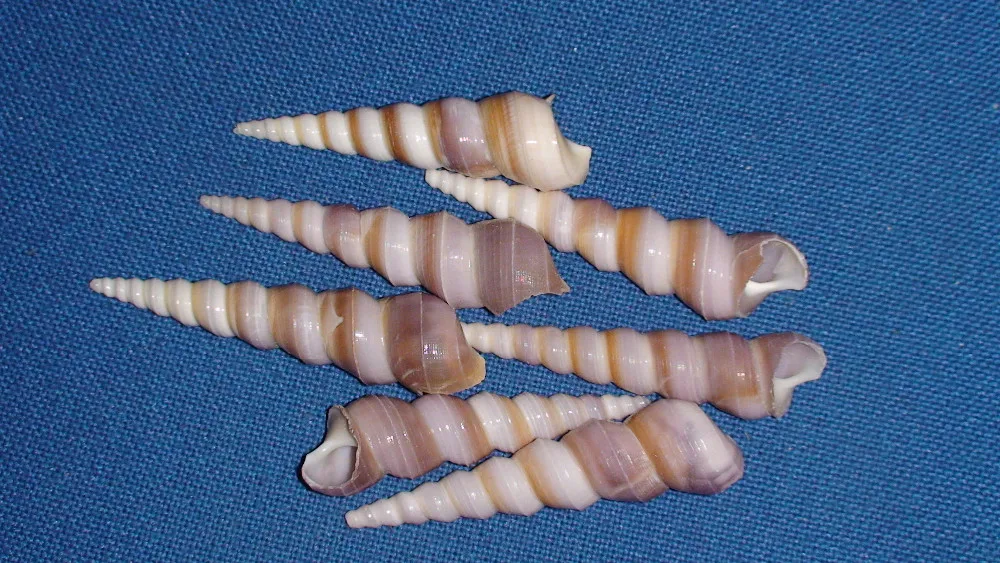 Custom Made Natural Cowrie Shells In Assorted Shapes And Sizes Suitable ...