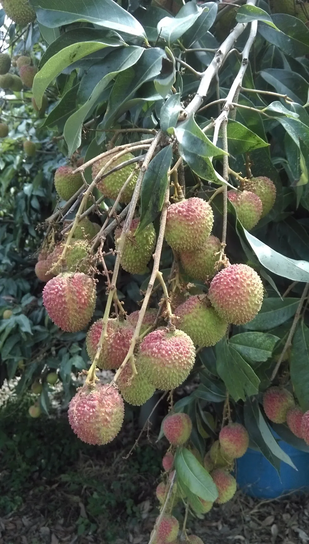 Fresh Lychee Lichi Lichee In Taiwan - Buy Sweet Lychee,Fresh Lichi ...