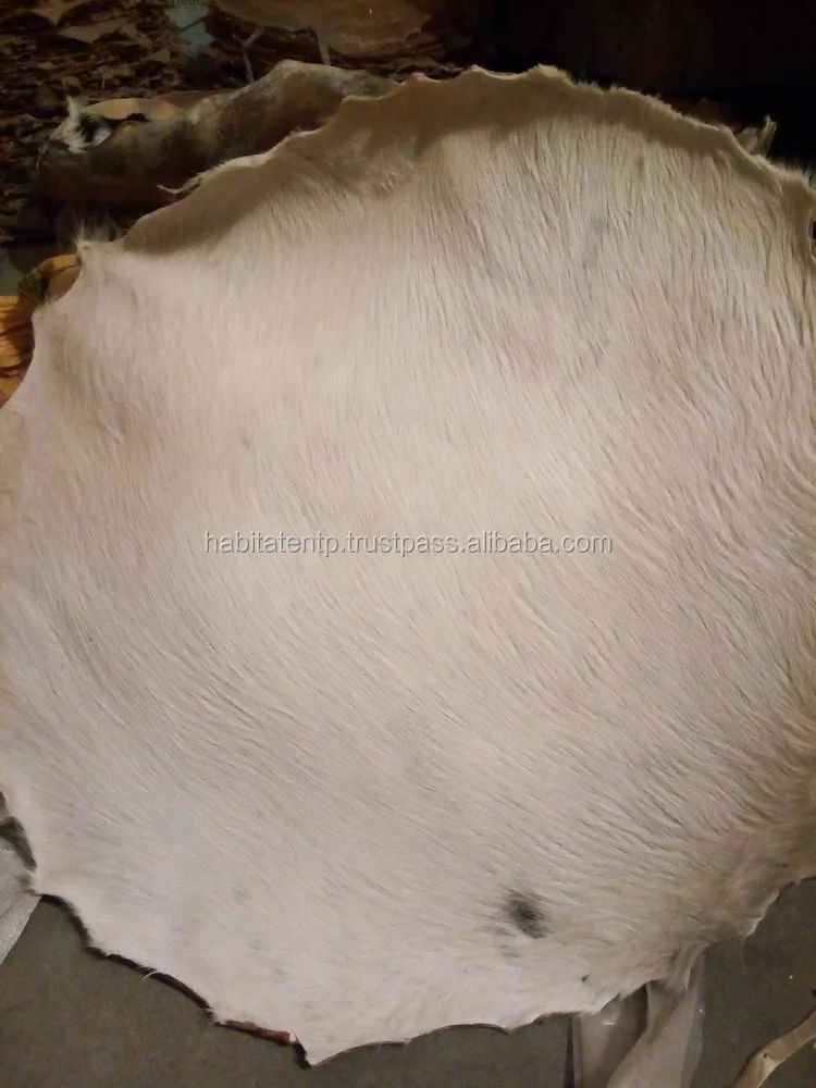 Drum Head Skins - Authentic African Goat Skins for Drums