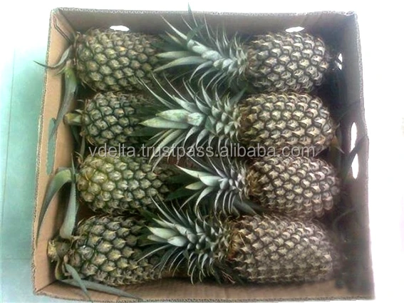 Queen Pineapple / Baby Queen Pineapple/ (ms.) Victoria +84 28 35119589 ...