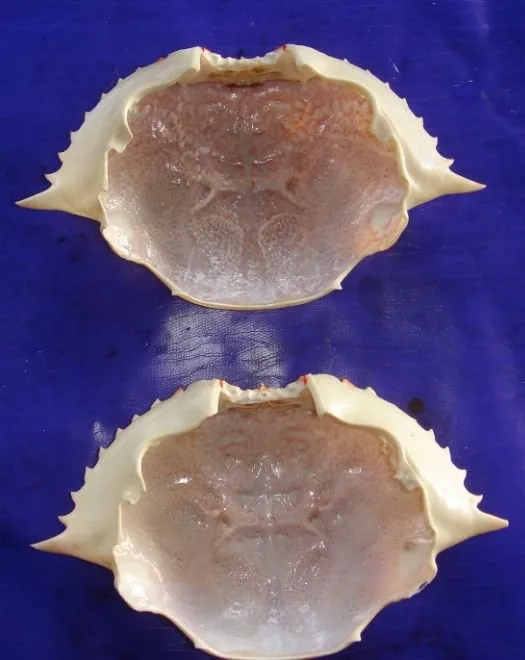 Raw Material Dried Crab Shell Vietnam - Buy Crab Shell For Animal,Dried ...