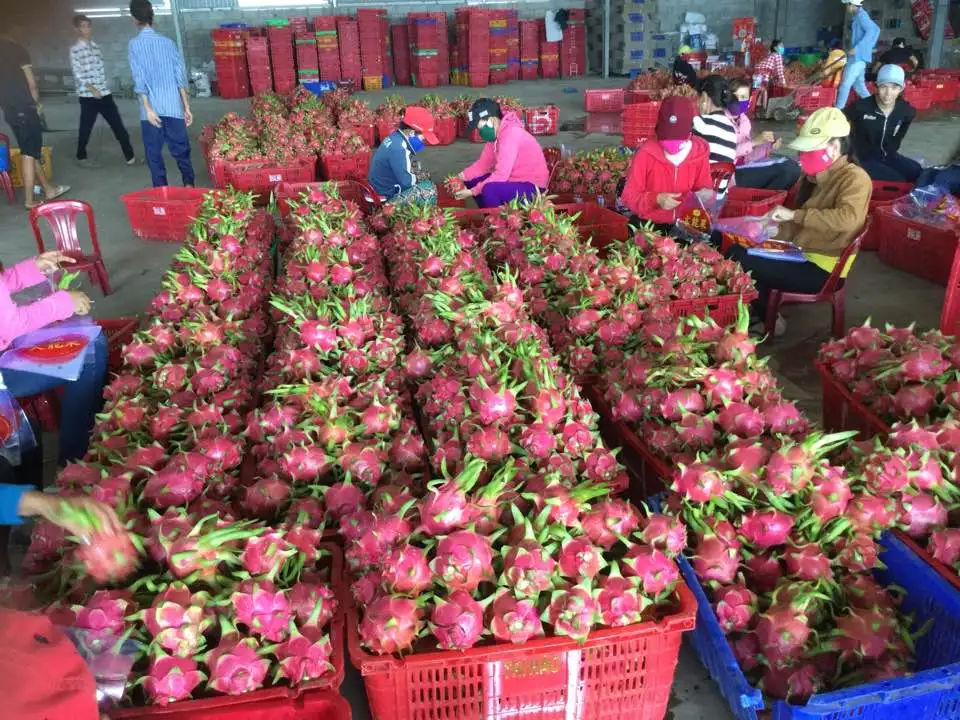 Fresh Dragon Fruit from Vietnam to UAE - Red Dragon Fruit