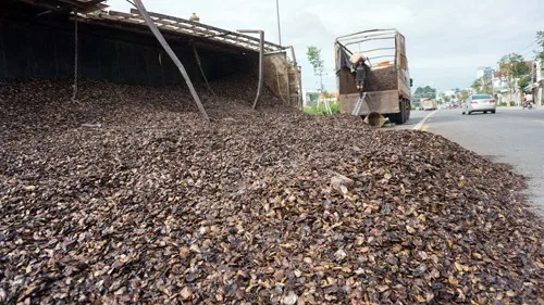 Cheap Cashew Nut Shells Residue /whatsapp: +84 845 639 639 - Buy High ...