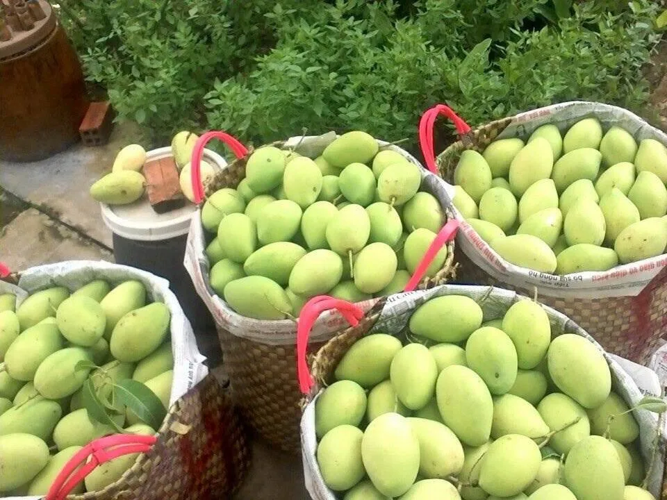 Vietnamese Fresh Mango Offer From Vietnam - Buy Fresh Philippine Mango ...