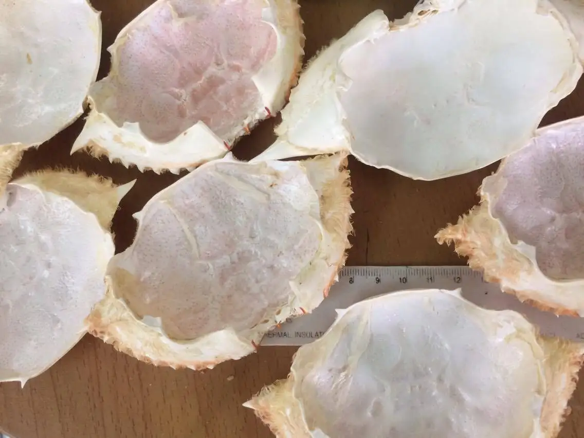 Whole Clean Crab Shell For Handicraft Art - Buy Dried Crab Shells Sale ...