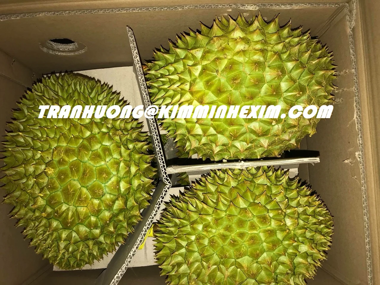 DURIAN FRUIT - Frozen Durian Paste & Pulp from Vietnam