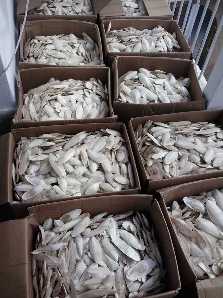 Cuttlefish Bone - Dried Squid Bone for Pet and Herb Use