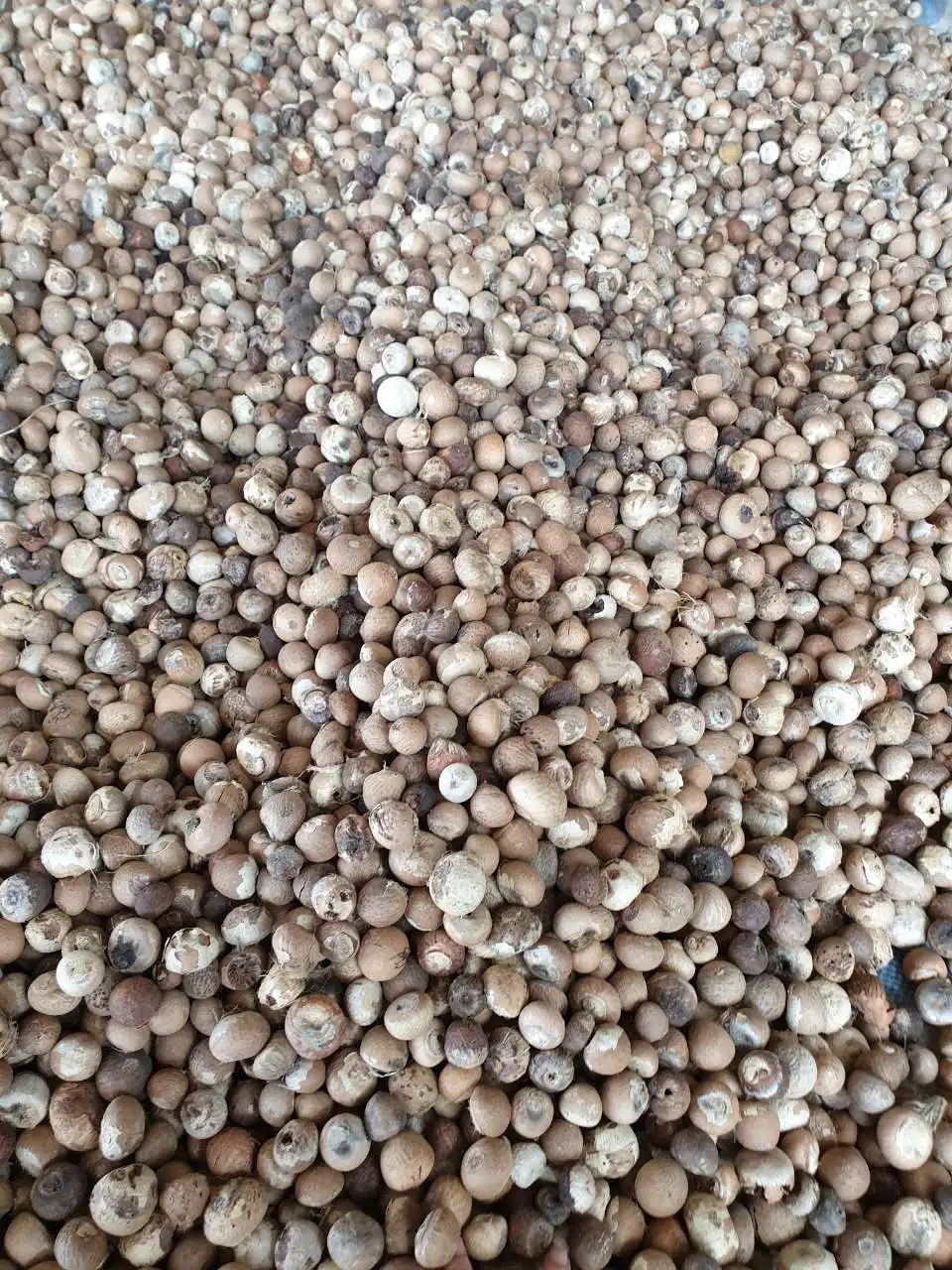 Viet Nam Whole Dried Betel Nuts - Whatsapp +84765149122 - Buy Dried ...