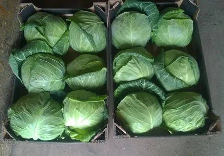 Fresh Wholesale Cabbage - ISO Certified Organic Quality