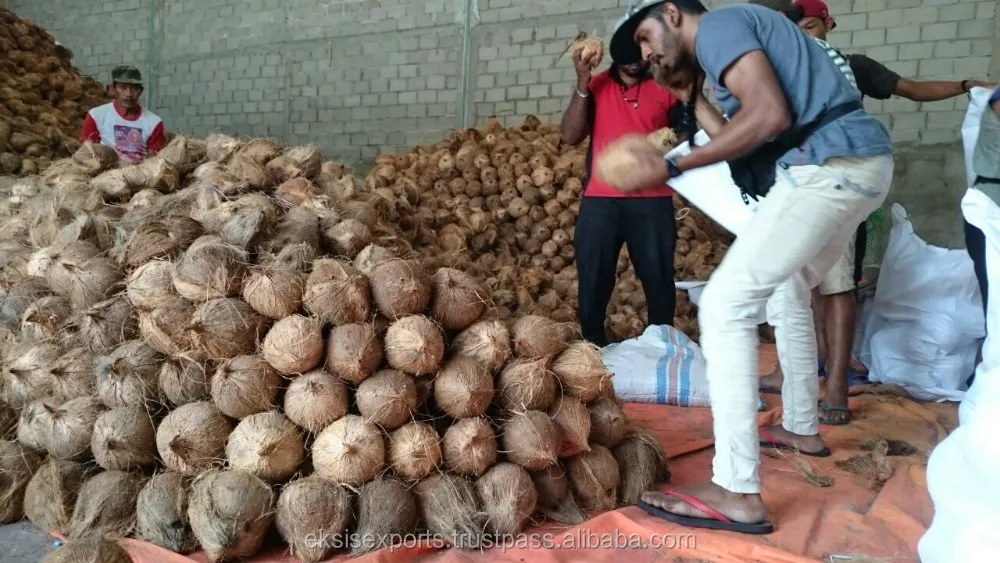 Fresh Coconut Importers In Uae - Buy Fresh Coconut,Uae Coconut,Mature ...