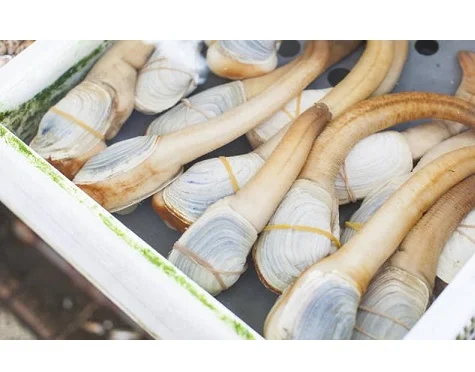 Seafood Shellfish Live Geoduck Clam - Buy Geoduck Clams For Sale,Frozen ...