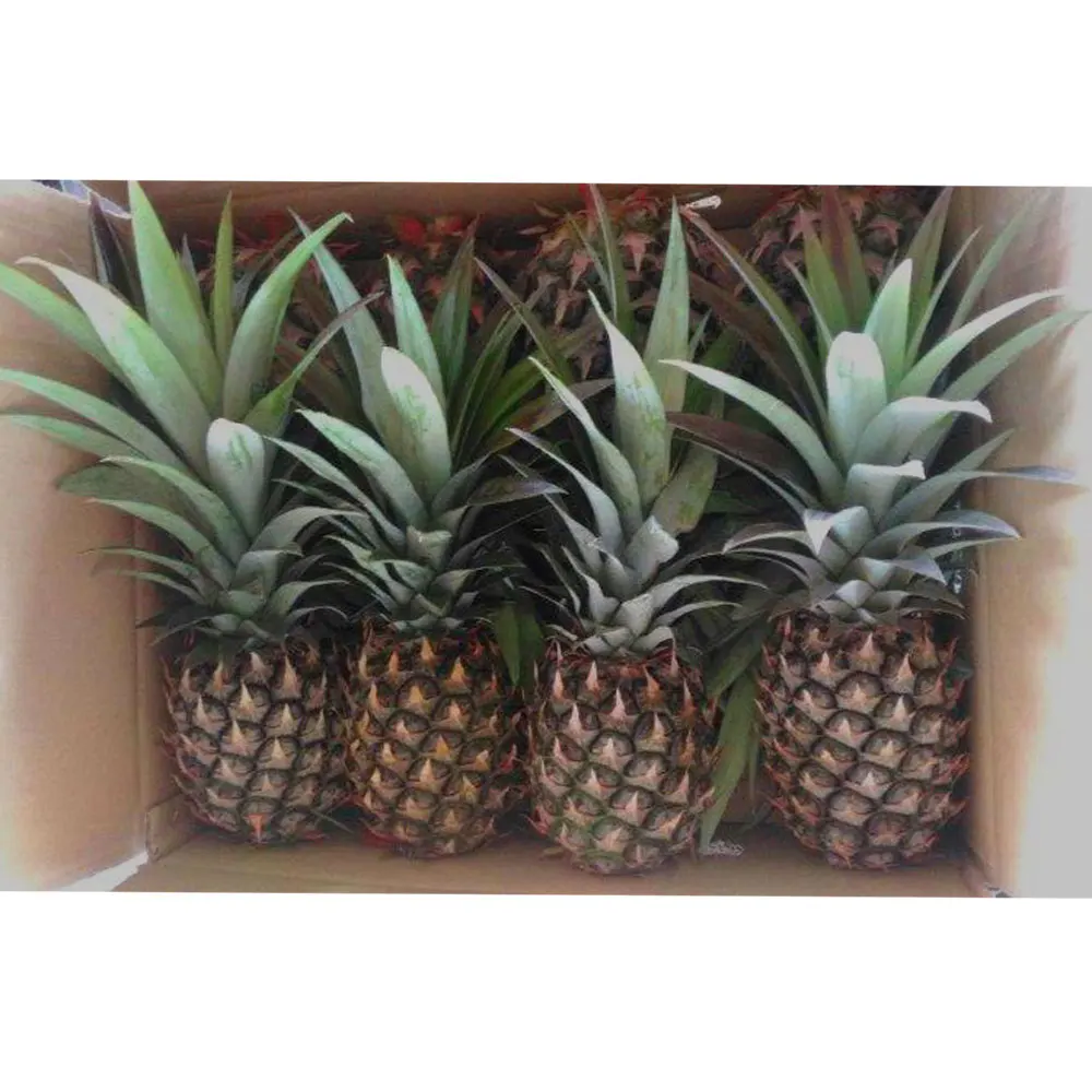 South Africa Fresh Premium Quality Pineapple /golden Pineapple - Buy ...