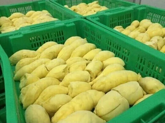 Premium Frozen Ri6 Durian IQF Durian from Vietnam
