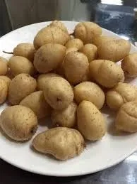 TOPI TAMBO / CALATHEA ALLOUIA - Vietnamese Water Chestnut