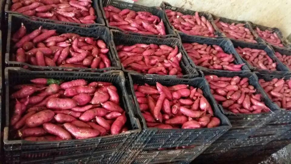 Batata japonesa morada VIET DELTA, nueva cosecha fresca 7 cm