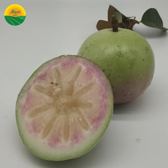Best Price In Season Star Apple From Viet Nam - Buy Star Apple,Whole ...