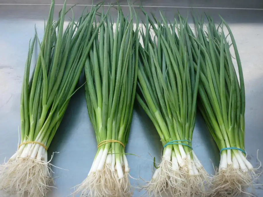 Fresh Scallions - Green Onions from VIET DELTA Industrial