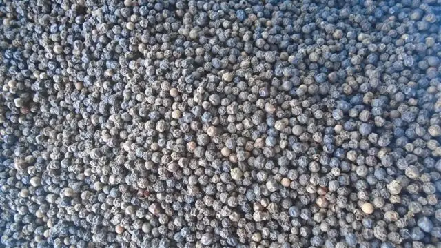 Vietnam Pinhead Pepper / Black Pepper Spent ( Whatsapp: 0084 164 9078 ...