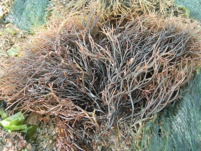 Eucheuma cottonii,Cameroon Eucheuma cottonii price supplier - 21food