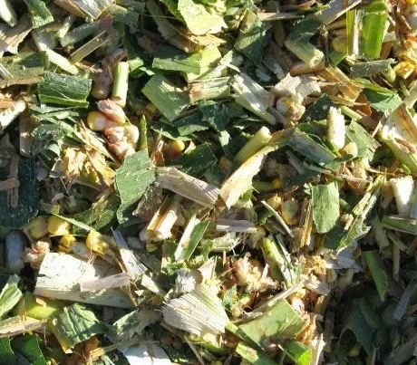 SILAGE CORN STALKS for CATTLE FEED - DEHYDRATED HAY