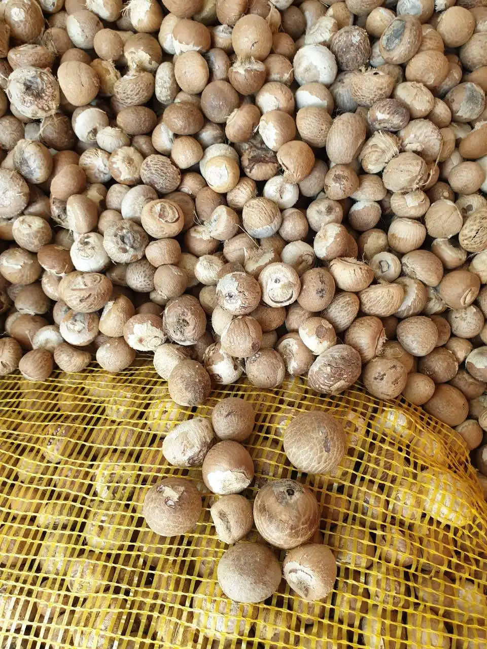 Viet Nam Whole Dried Betel Nuts - Whatsapp +84765149122 - Buy Dried ...