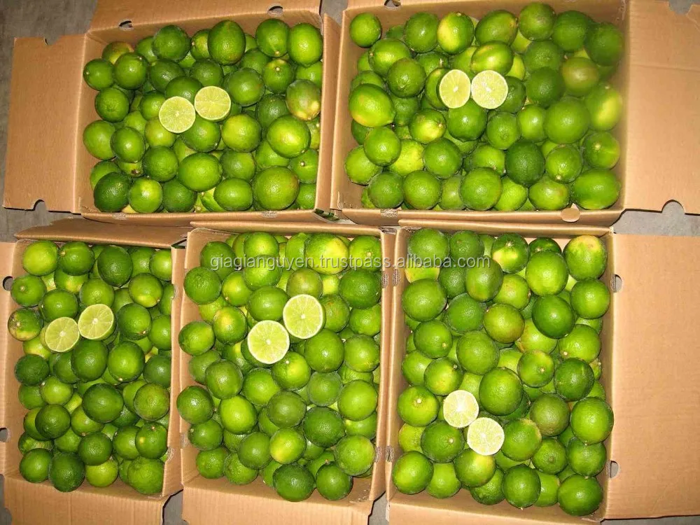 Limón sin semilla/plántulas limón/Lima y limón fresco Buen Precio de ...