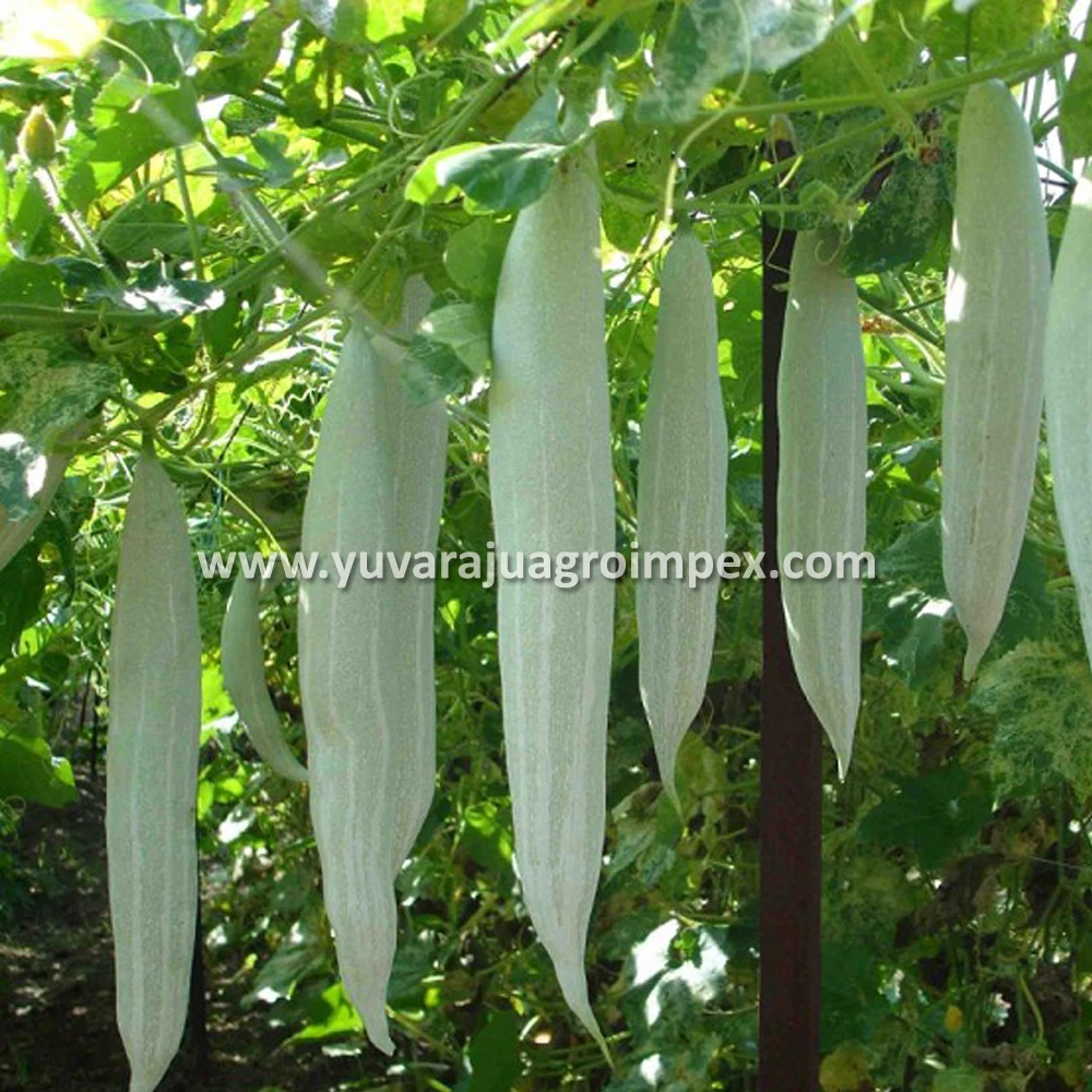 Fresh Snake Gourd/padavalanga/chichinga/pudalangai/padwal/paddulkai ...