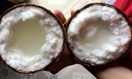 Fresh Makapuno Coconut - Delicious Tropical Coconut Meat for Culinary ...