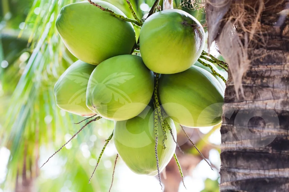 Sophie Lanh Frozen Coconut Water & Milk - Pure & Refreshing