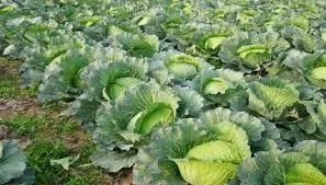 Fresh Wholesale Cabbage - ISO Certified Organic Quality