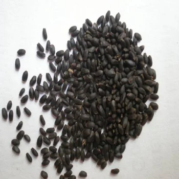Sabja Seed - Buy Sweet Basil Seed,Basil Seeds,Basil Seeds Drink Product ...