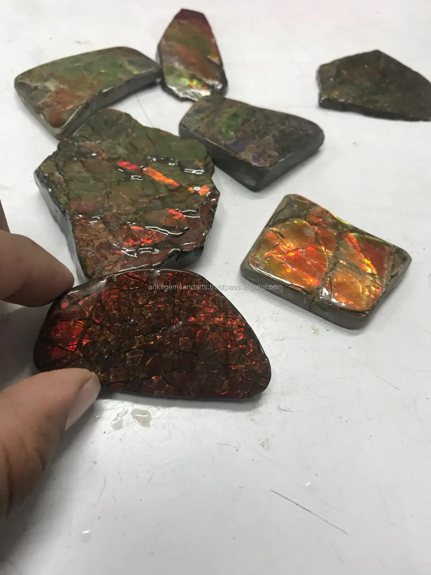 Ammolite Raw Rough - High Quality Natural Stone Wholesale