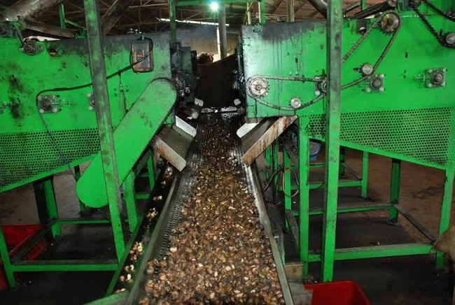 Hot Sale 2021 Residue Cashew Nut Shell for Heating, Burning