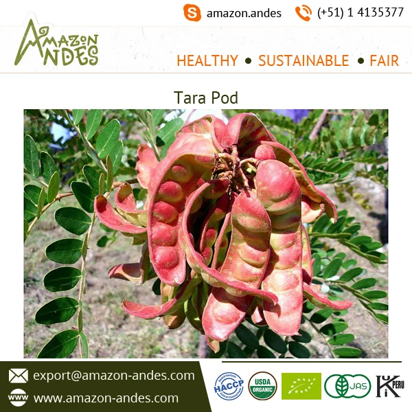 Extracto De Plantas Naturales Tara Pod De Perú - Buy Tara Pod,Tara ...