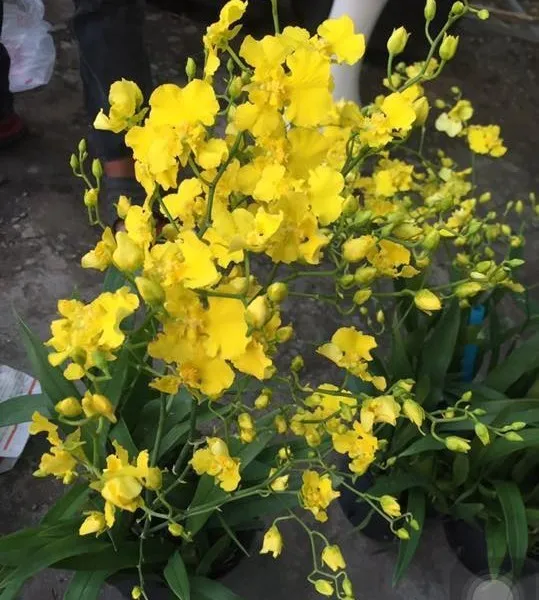 Orchid/oncidium Gower Ramsey 'pure Yellow' - Fresh & Dried