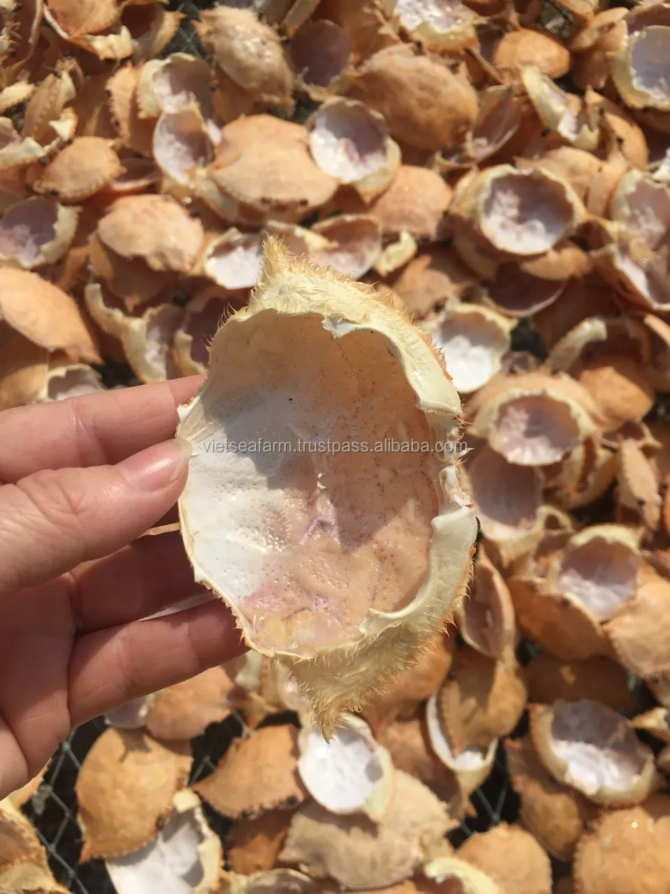 Hot Hot!! Dried Crab Shell With High Quality And Competitive Price For ...