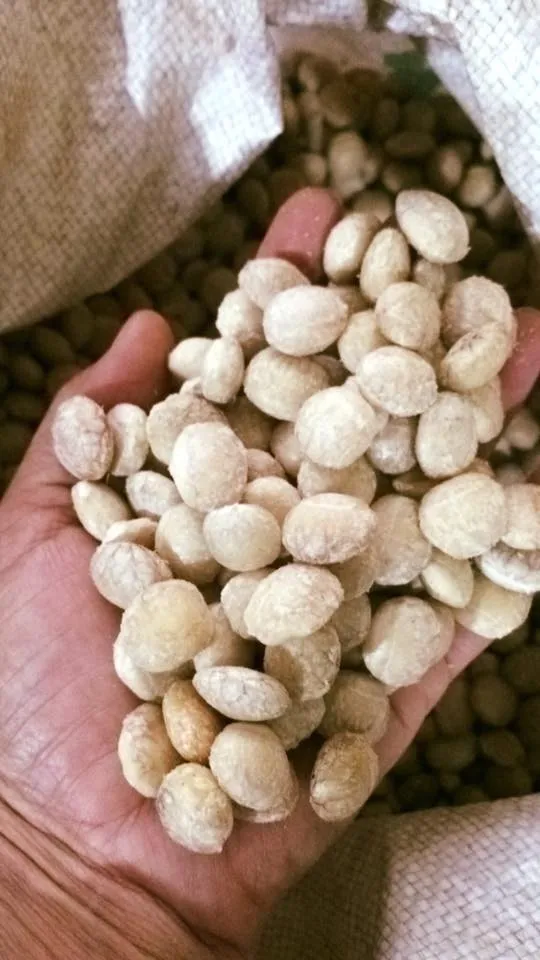 Vietnamese Roasted Sacha Inchi Inca Nut Peru Nut Inca Peanut High ...