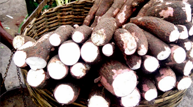 Fresh Cassava from Vietnam - Delicious Vietnamese Snacks for Rolls ...