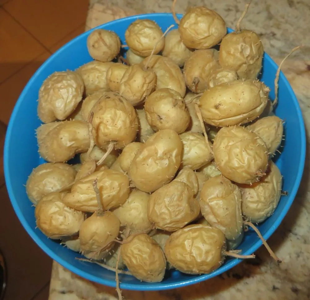 TOPI TAMBO / CALATHEA ALLOUIA - Vietnamese Water Chestnut