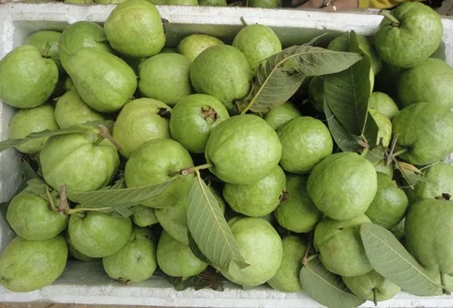 Fresh Guava in Vietnam for Sale - Big Size & Long Shelf Life