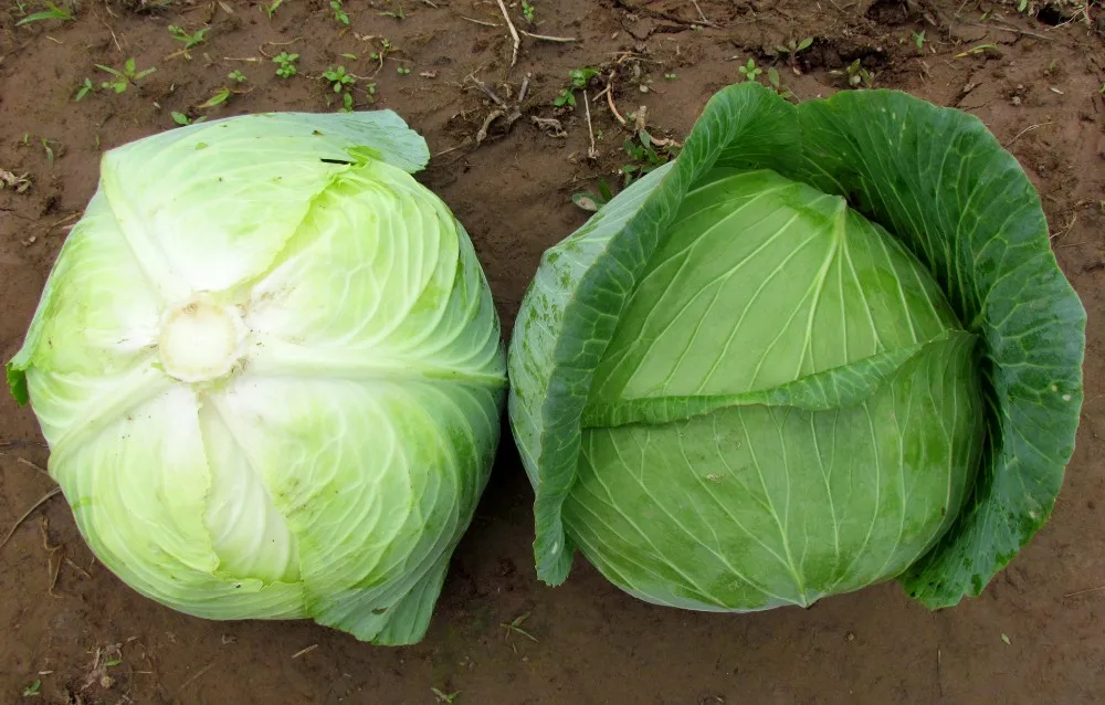 Vietnam Fresh Cabbage - Whatsapp: +84 845 639 639 - Buy Green Round ...