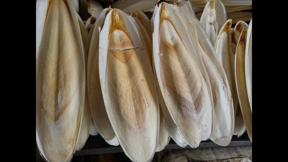 Cuttlefish Bone - Dried Squid Bone for Pet and Herb Use