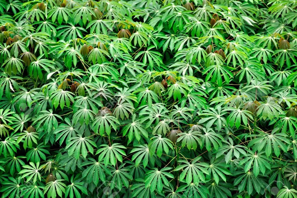 Casava Leaf From Viet Nam Good Food - Buy Leaf,Fresh Leaf,Casava ...