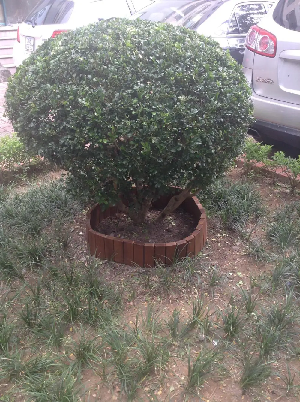 Garden Circle Wooden Edging Fence Garden Buildings - Buy Garden Circle ...