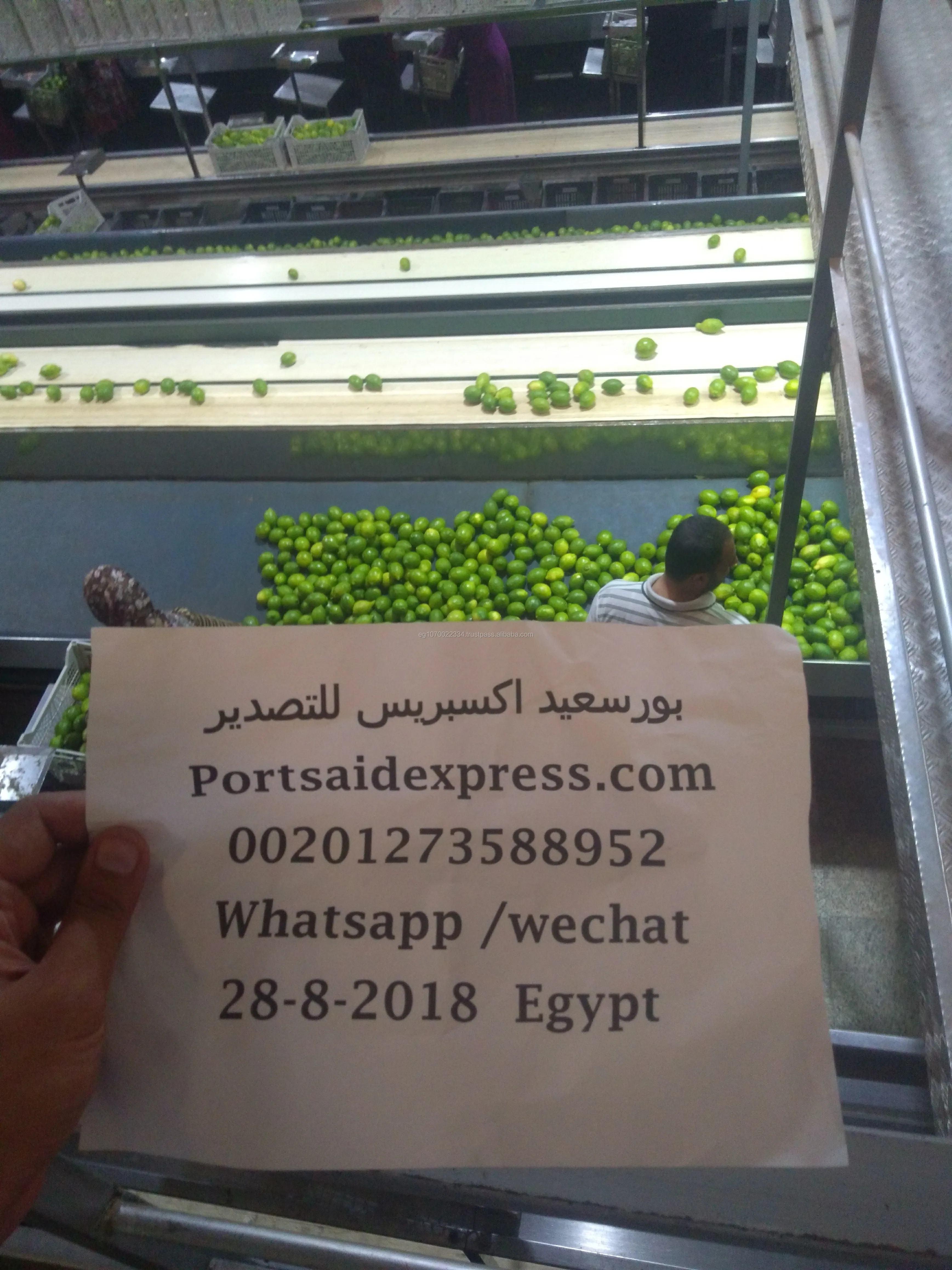 Fresh Egyptian Lemon - Lime - Buy Fresh Lemons For Sale,Fresh Lime And ...